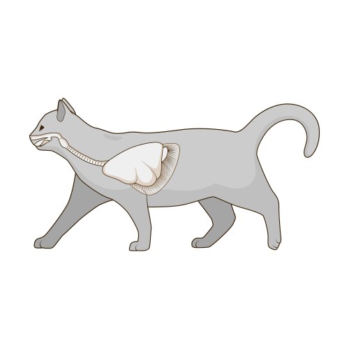 Respiratory System Cat Vector Images (27)