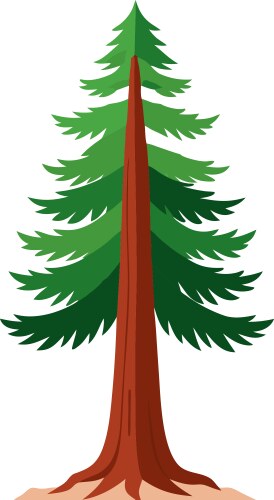 Drawing of a redwood tree Royalty Free Vector Image