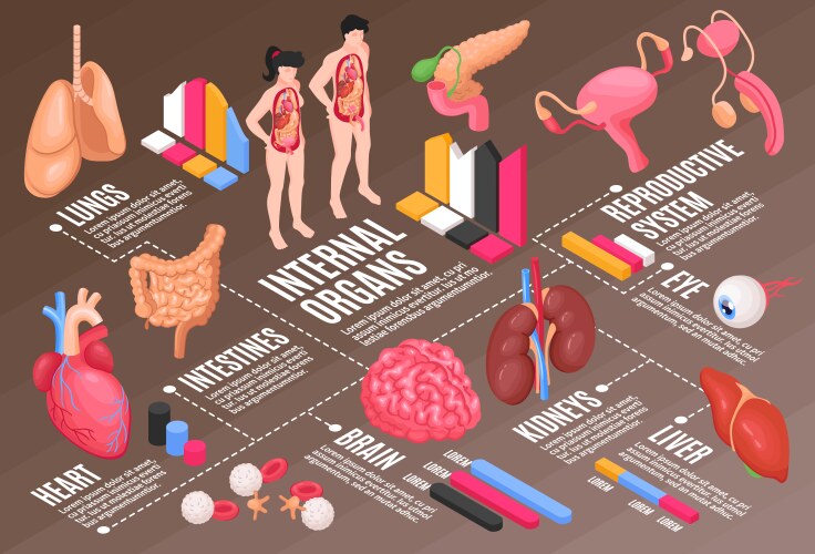 Human anatomy internal organs layout Royalty Free Vector