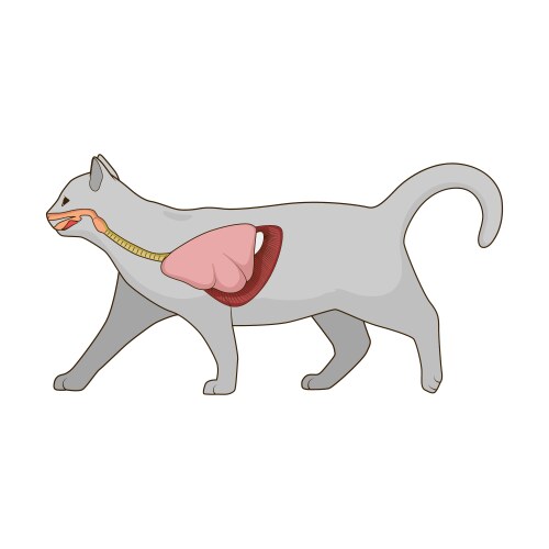 Respiratory System Cat Vector Images (27)