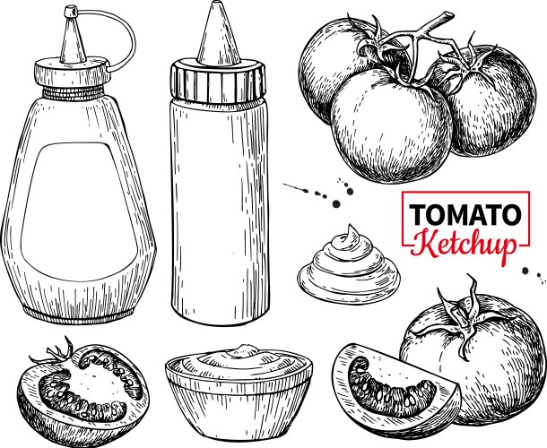 Ketchup Vector Images & Graphics for Commercial Use | VectorStock