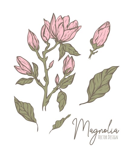 Magnolia Vector Images (over 7,700)
