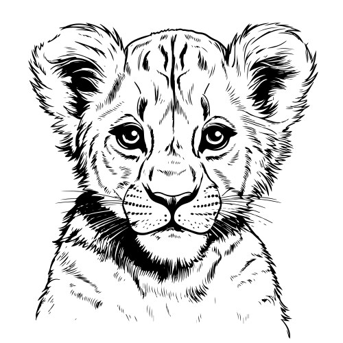 Lion Cub Vector Images (over 2,700)