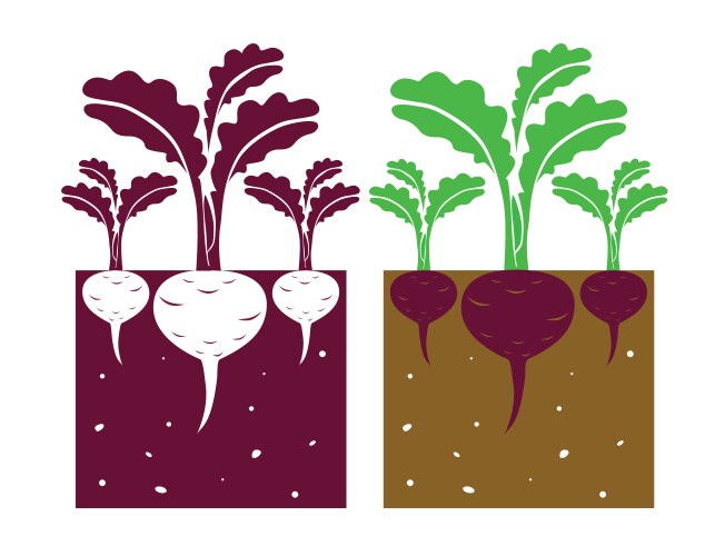 Smiling beetroot with green leaves Royalty Free Vector Image