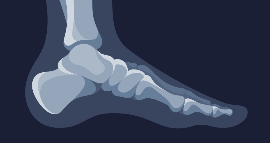 Foot Vector Images (over 160,000)