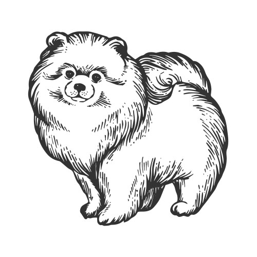 Pomeranian small german spitz dog Royalty Free Vector Image