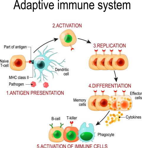 B-cell and t-cell adaptive immune system Vector Image