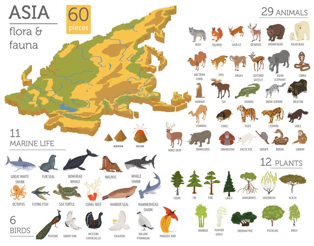 Asian Animals and Flora Map Royalty Free Vector Image