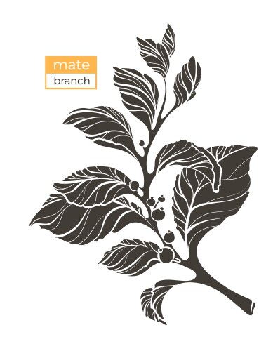 Yerba mate frame Royalty Free Vector Image - VectorStock