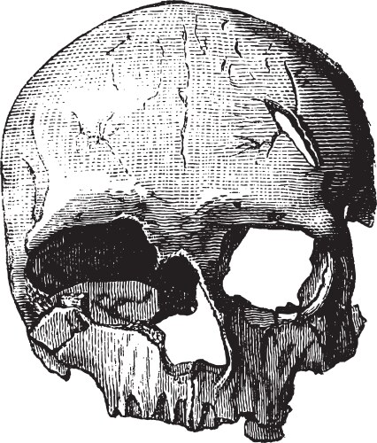 Skull Vector Images (over 260,000)