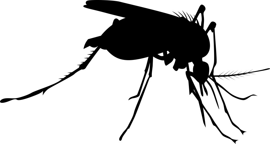 Mosquito Vector Images (over 16,000)