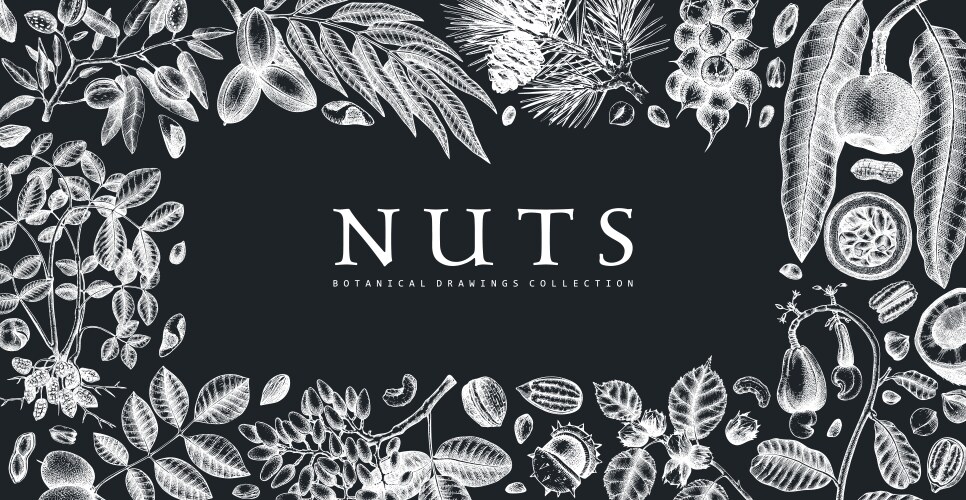Nuts frame design hand drawn pecan macadamia pine Vector Image