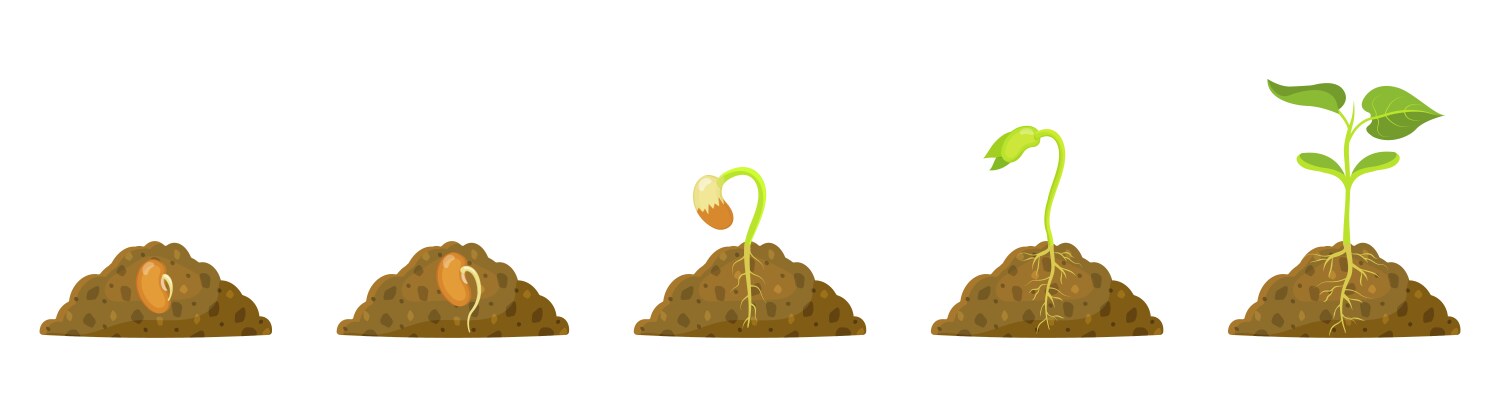 Seed germination in clay pot Royalty Free Vector Image