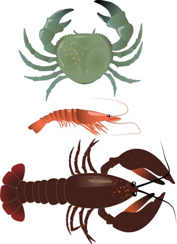 Crustacean set Royalty Free Vector Image - VectorStock