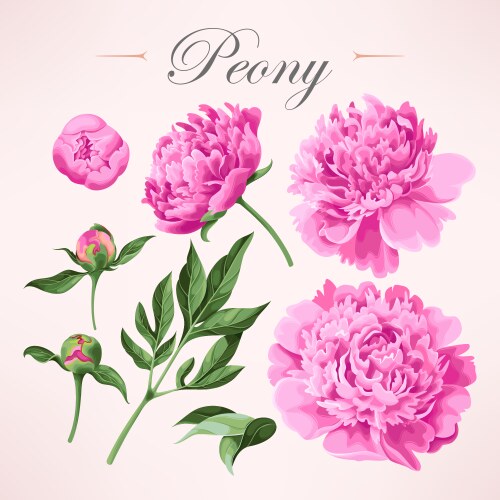 Peony Vector Images & Graphics for Commercial Use | VectorStock