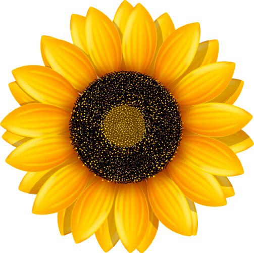 Sunflower Vector Images (over 53,000)