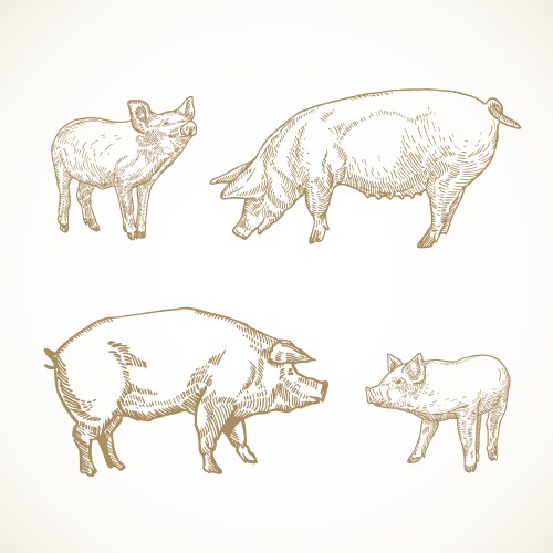 Hog Vector Images (over 15,000)