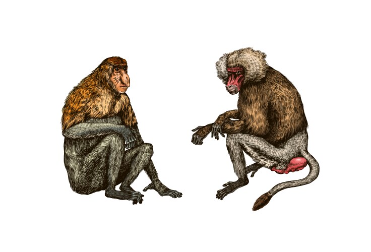 Bekantan Vector Images (over 100)