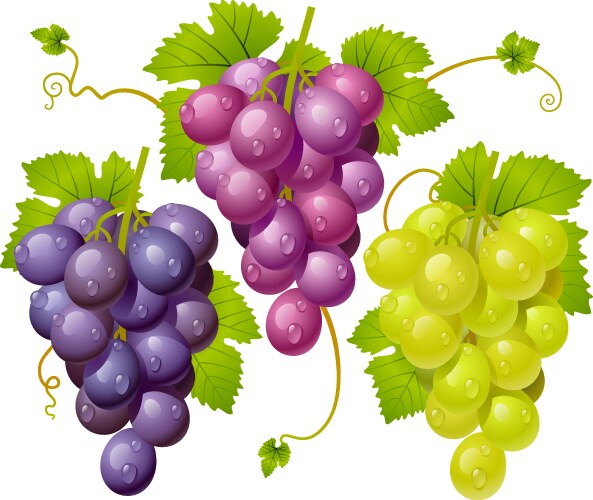 Bunches of grapes cartoon Royalty Free Vector Image