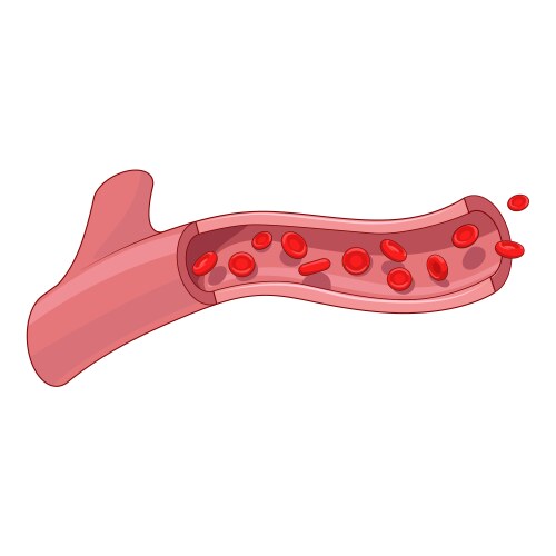 Blood Vessel Vector Images (over 5,600)