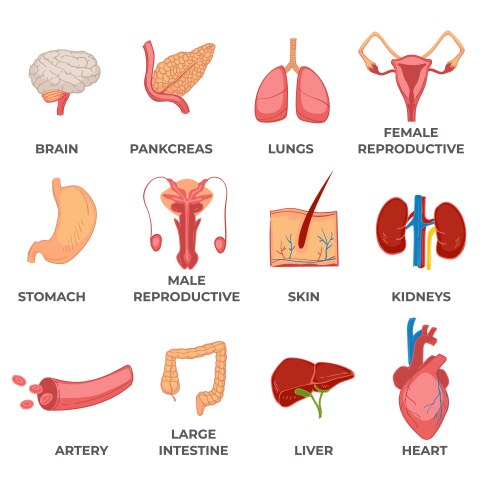 Human internal organs infographic poster Vector Image