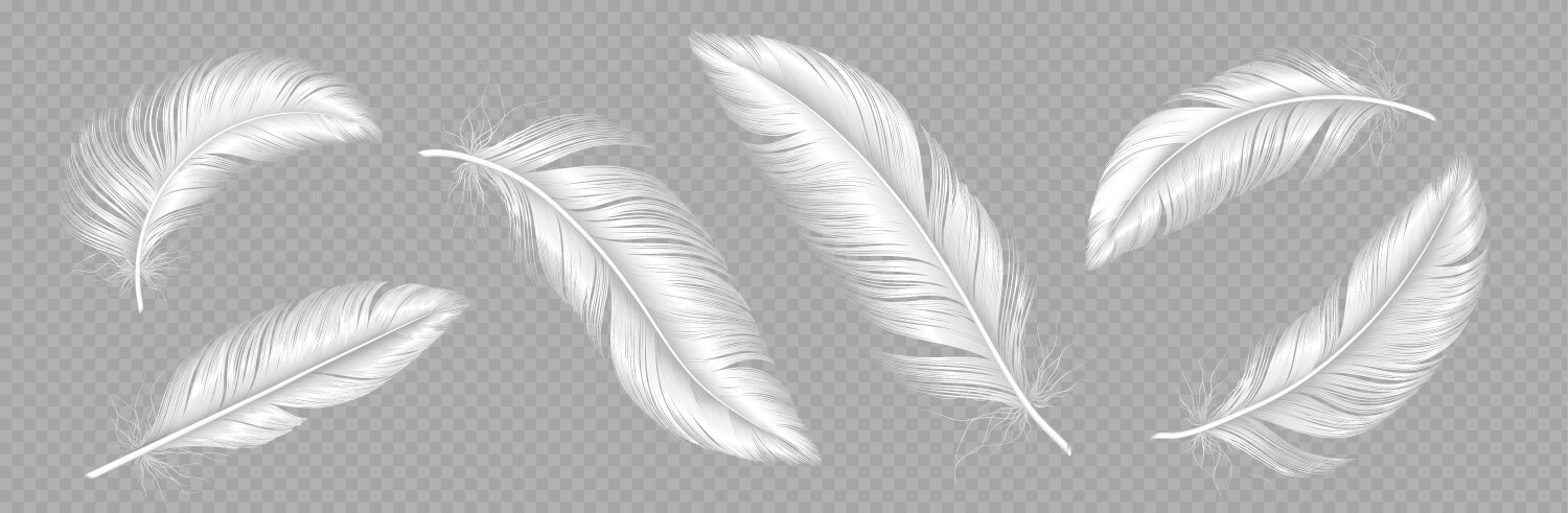 Bird Feather Vector Images (over 160,000)