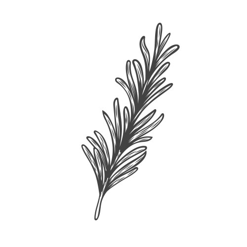 Rosemary Hand Draw Vector Images (over 1,800)