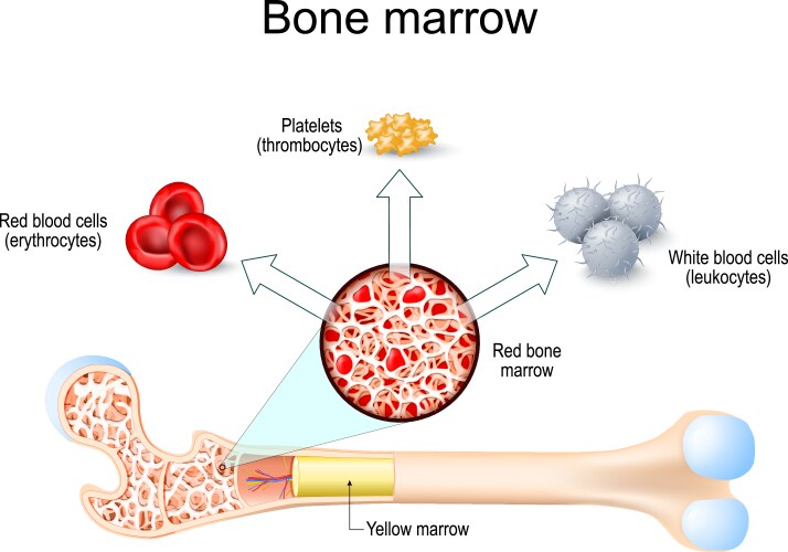 Yellow bone marrow and red blood Royalty Free Vector Image