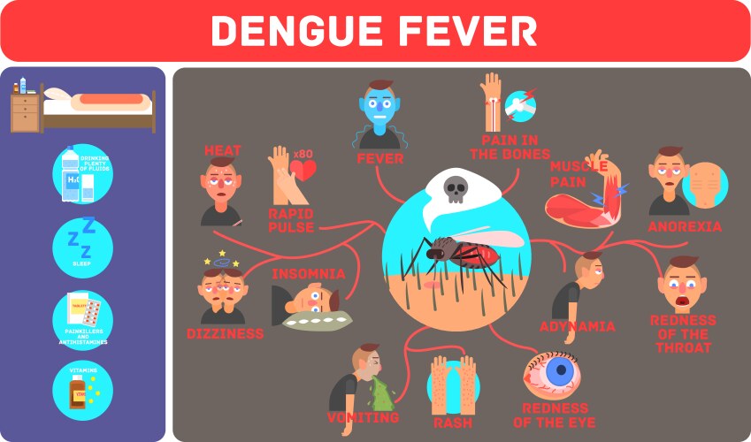 Dengue fever infographics Royalty Free Vector Image