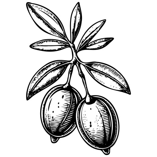 Drawing olive branch sketch realistic line Vector Image
