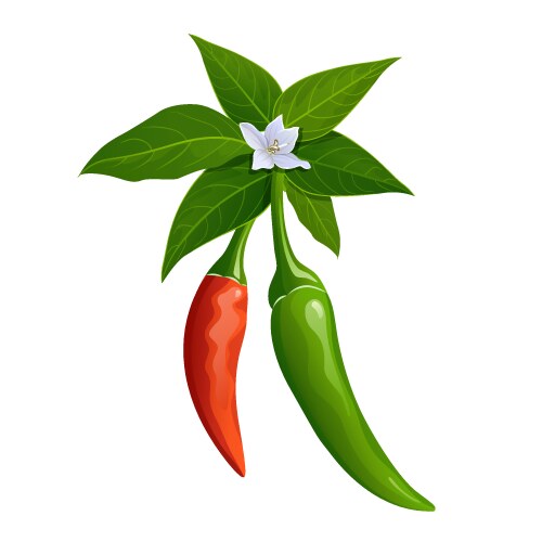 Chili pepper plant Royalty Free Vector Image - VectorStock