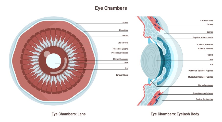 Eye Eyeball Vector Images (over 31,000)