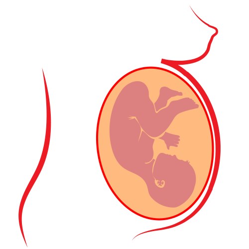 Fetus baby in womb icon cartoon Royalty Free Vector Image