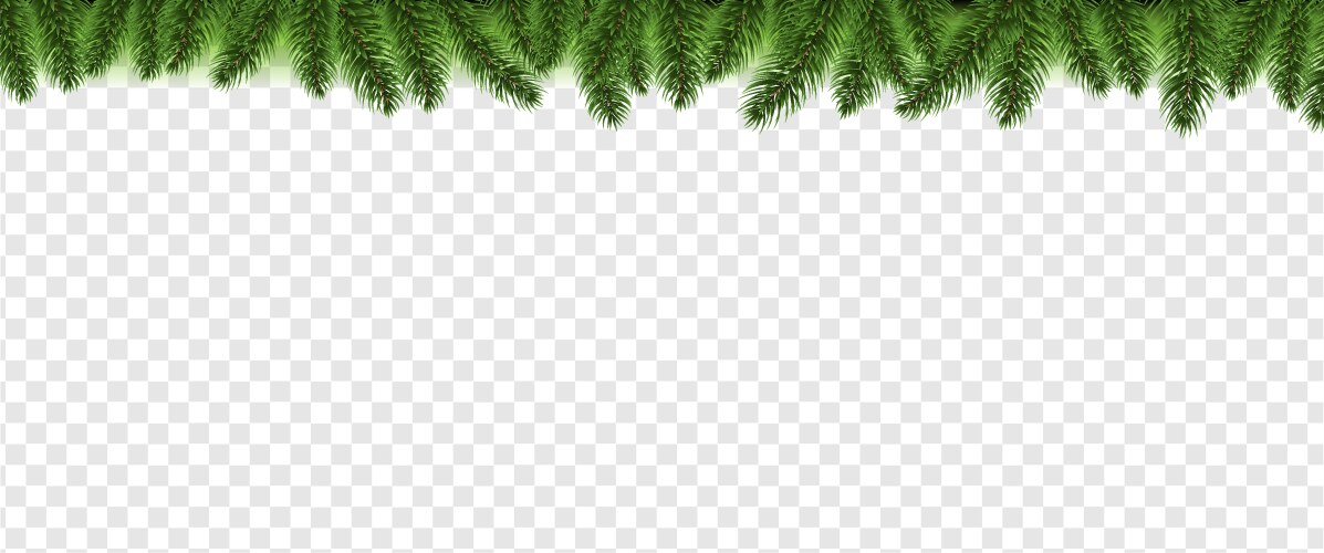 Fir tree border with transparent background Vector Image