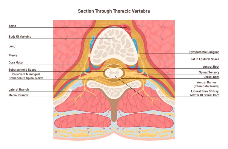 Spinal Cord Cross Section Vector Images (80)