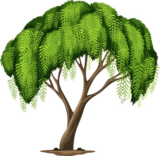 Pepper Tree Vector Images (over 1,300)