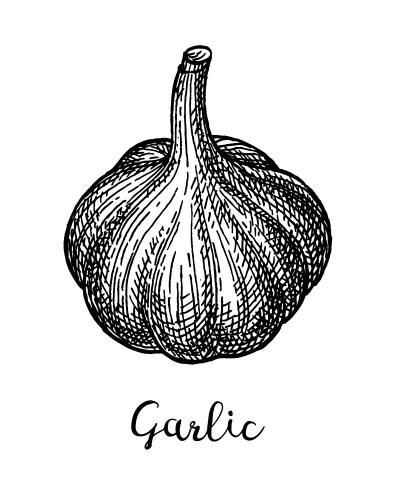 Ink sketch of garlic Royalty Free Vector Image