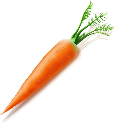 Carrot Vector Images (over 95,000)