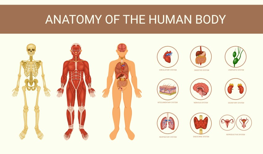 Scientific medical human body systems Royalty Free Vector
