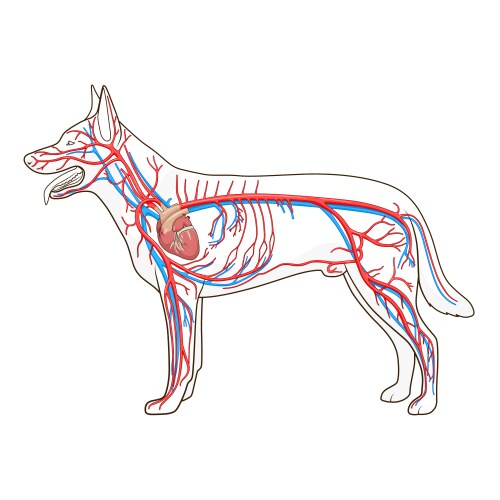 Arterial circulatory system of the dog Royalty Free Vector