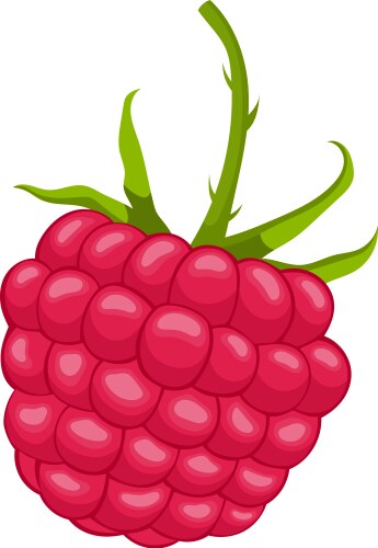 Raspberry isolated Royalty Free Vector Image - VectorStock