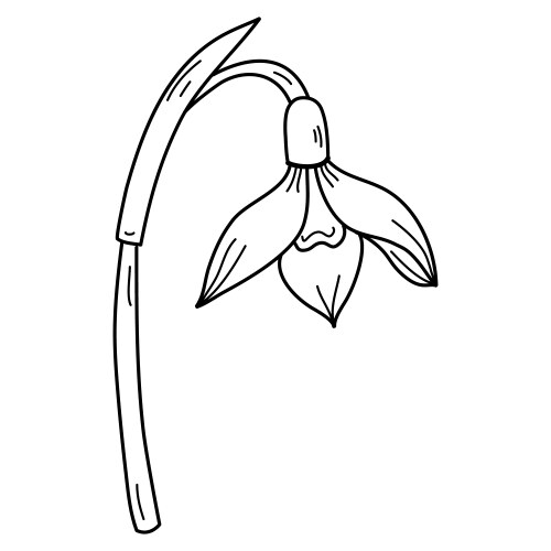 Snowdrops line art flower outline Royalty Free Vector Image