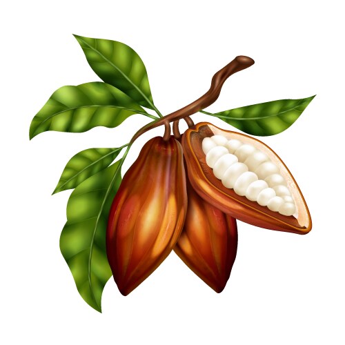 Cocoa Vector Images (over 47,000)