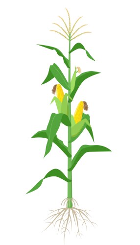Maize plant diagram infographic elements Vector Image