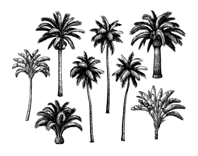 Palm Tree Vector Images (over 160,000)