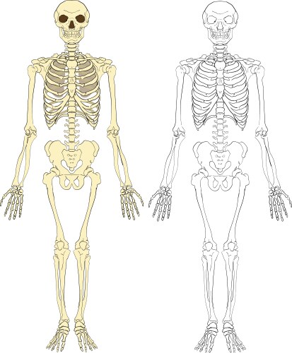 Detailed Human Skeleton Line Art Royalty Free Vector Image