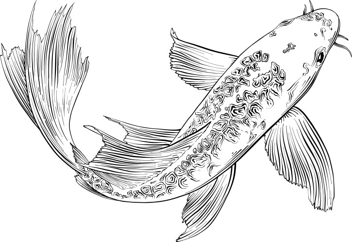 Japanese Goldfish Drawing