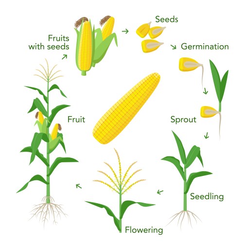 Maize plant diagram infographic elements Vector Image