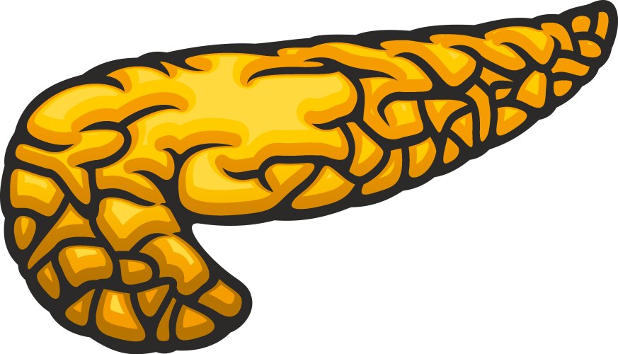 Pancreas Vector Images (over 6,400)