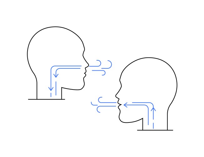 Diagram of breathing process in human heads Vector Image